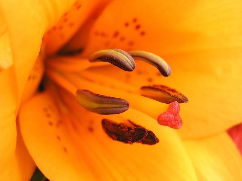 Pyly a pylová zrna | uLékaře.cz